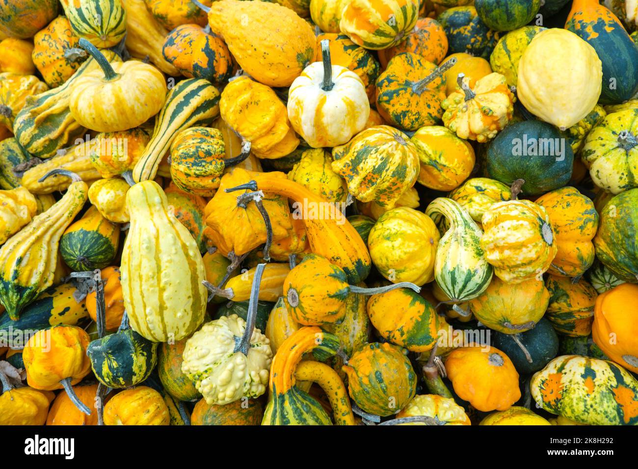 Many fresh pumpkins an agricultural fair. Exhibition and sales of color ...