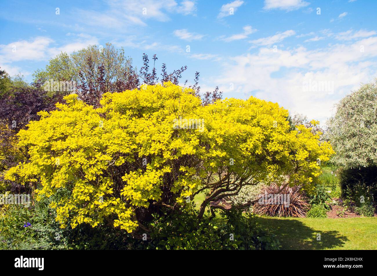 Cotinus coggygria autumn hi-res stock photography and images - Alamy