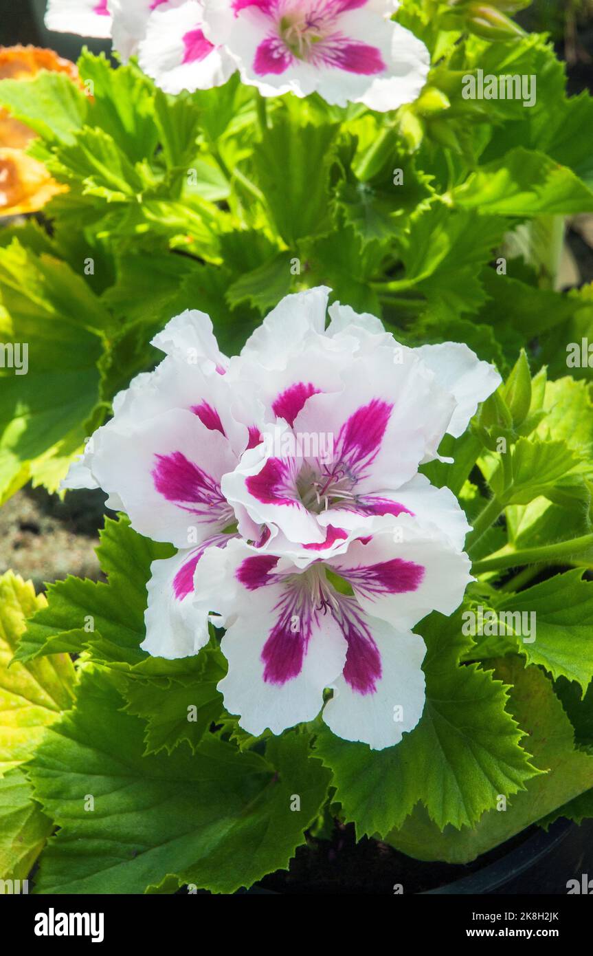 Regal geranium pelargonium domesticum hi-res stock photography and ...