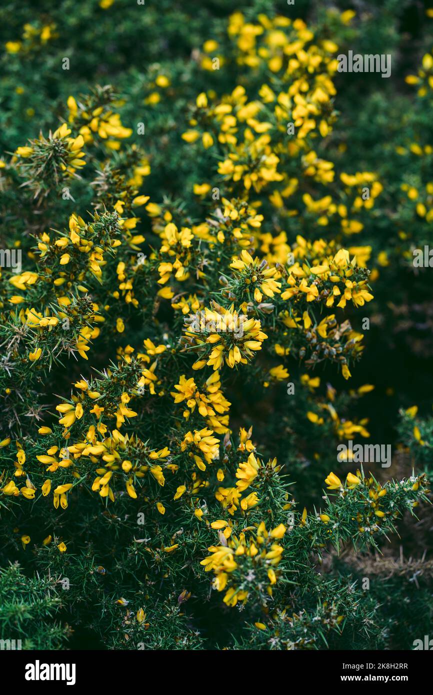 is a large, evergreen shrub, covered in needle-like leaves and ...