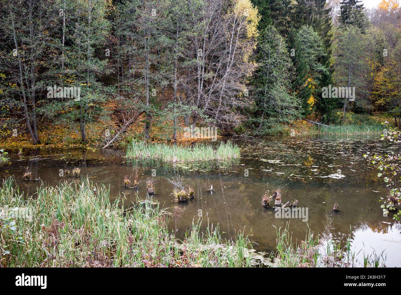 Gloomy pond surrounded by a quiet autumn forest Stock Photo - Alamy