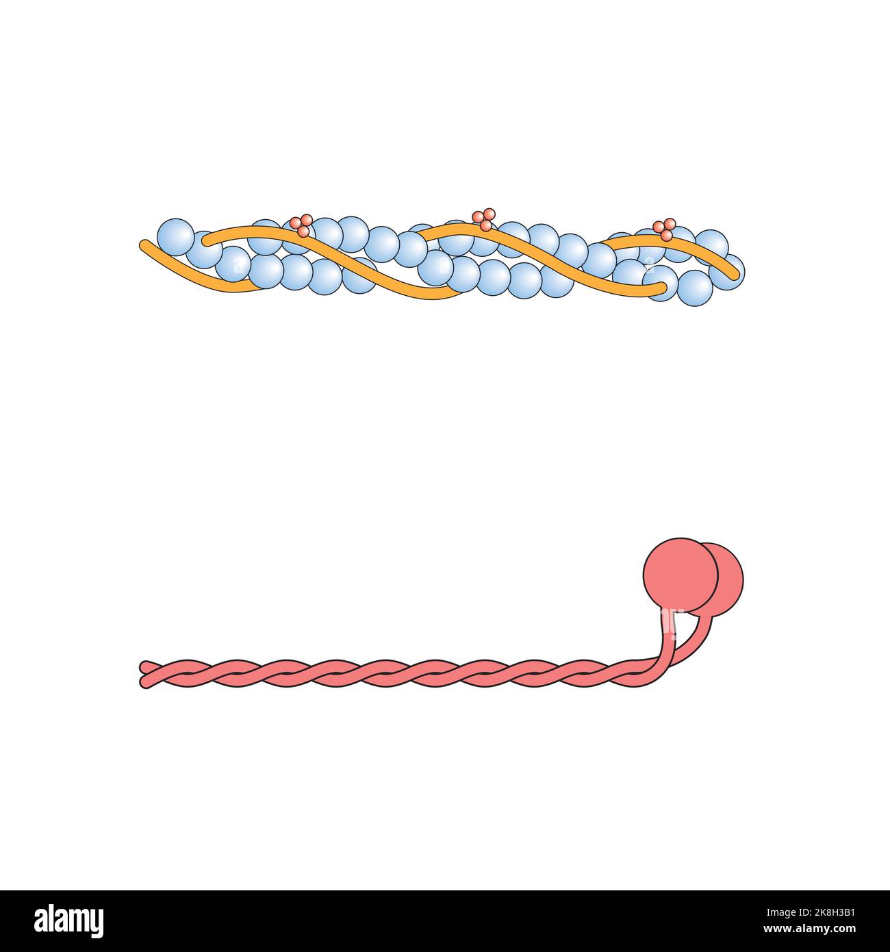 Scientific Designing of Actin and Myosin Structure. Colorful Symbols ...