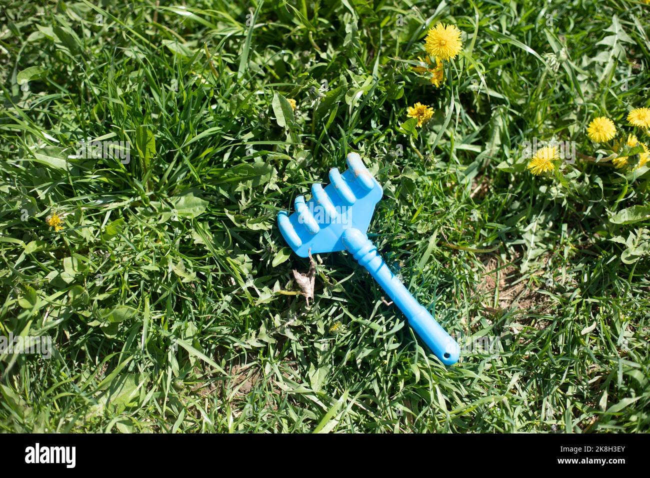 Children's rake on grass. Child's forgotten toy. Blue garden tool on ...