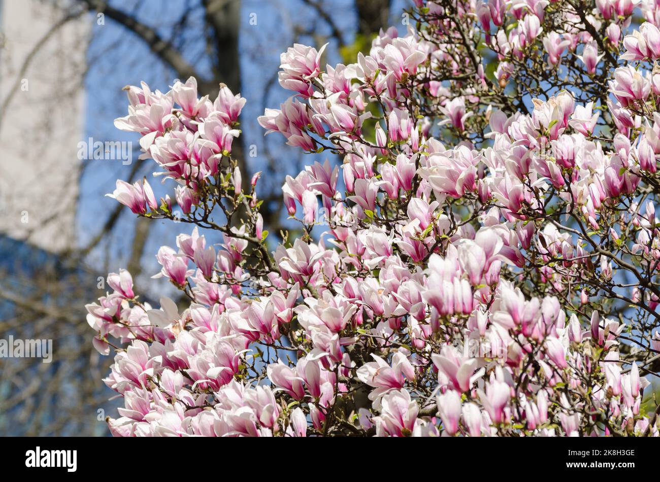 Beautiful magnolia tree blossoms in springtime. Bright magnolia flower ...