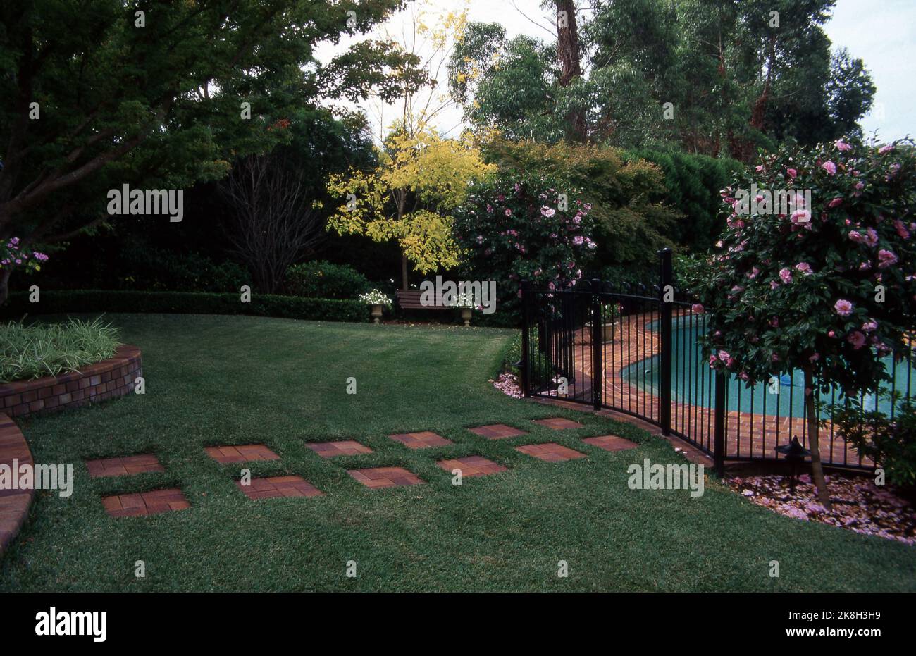Brick steps and paving leading to pool. Standard camellia bush and ...