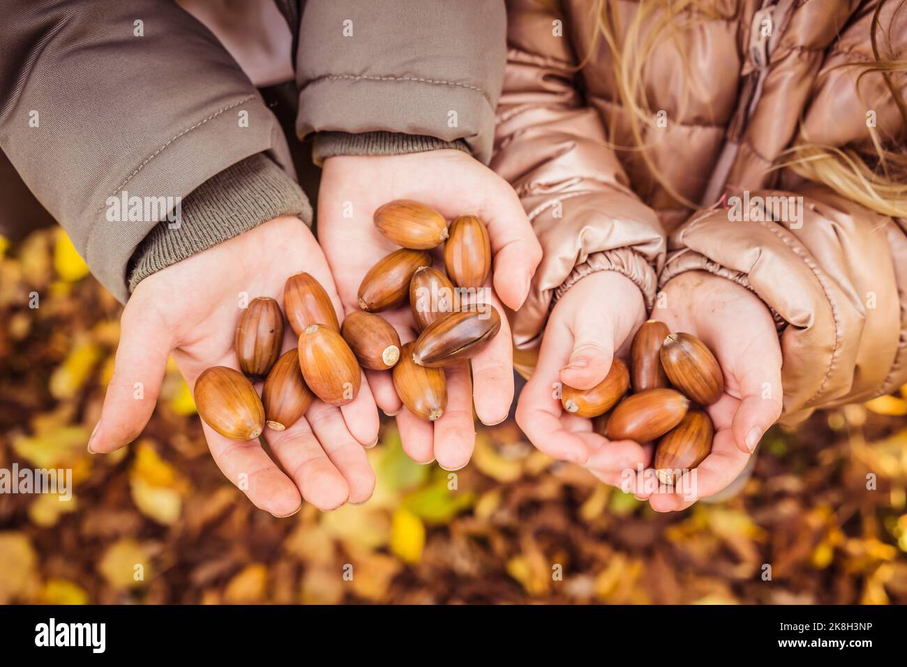 children holding bunch of acorns Stock Photo - Alamy