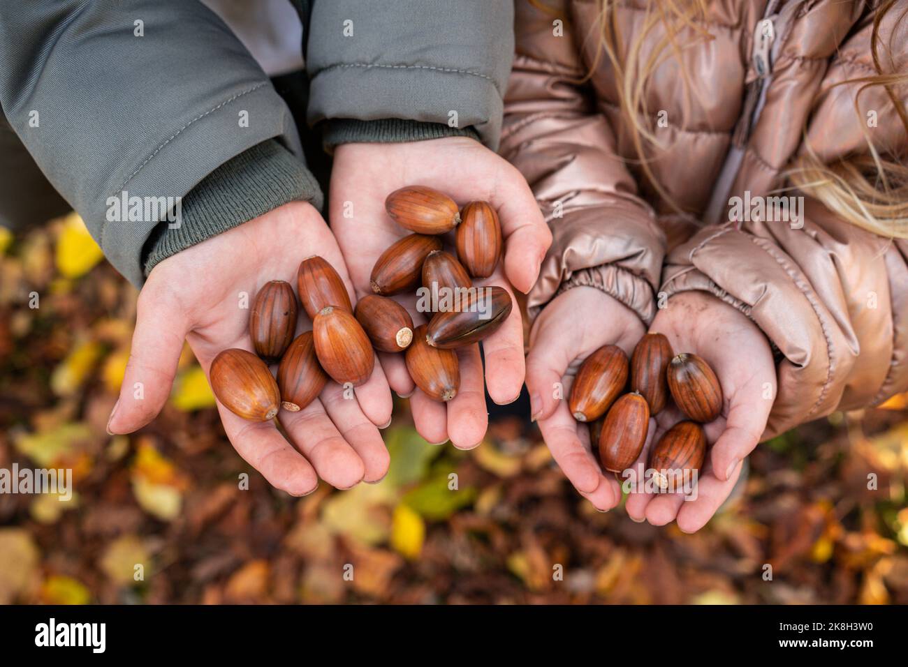 children holding bunch of acorns Stock Photo - Alamy