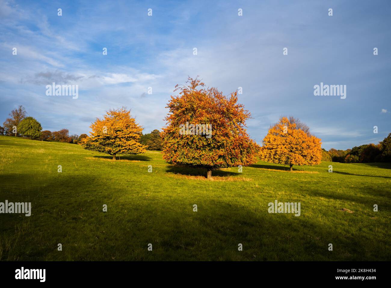 Trees are in autumn colors hi-res stock photography and images - Alamy