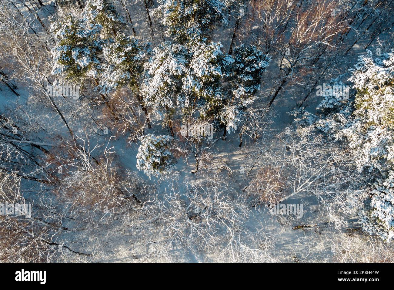 Aerial view of a snowy mixed forest, tree crowns in the snow Stock ...