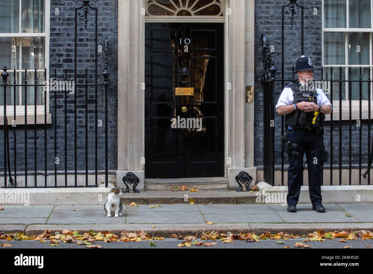 London, UK. 19th October, 2022. Larry, Chief Mouser to the Cabinet ...