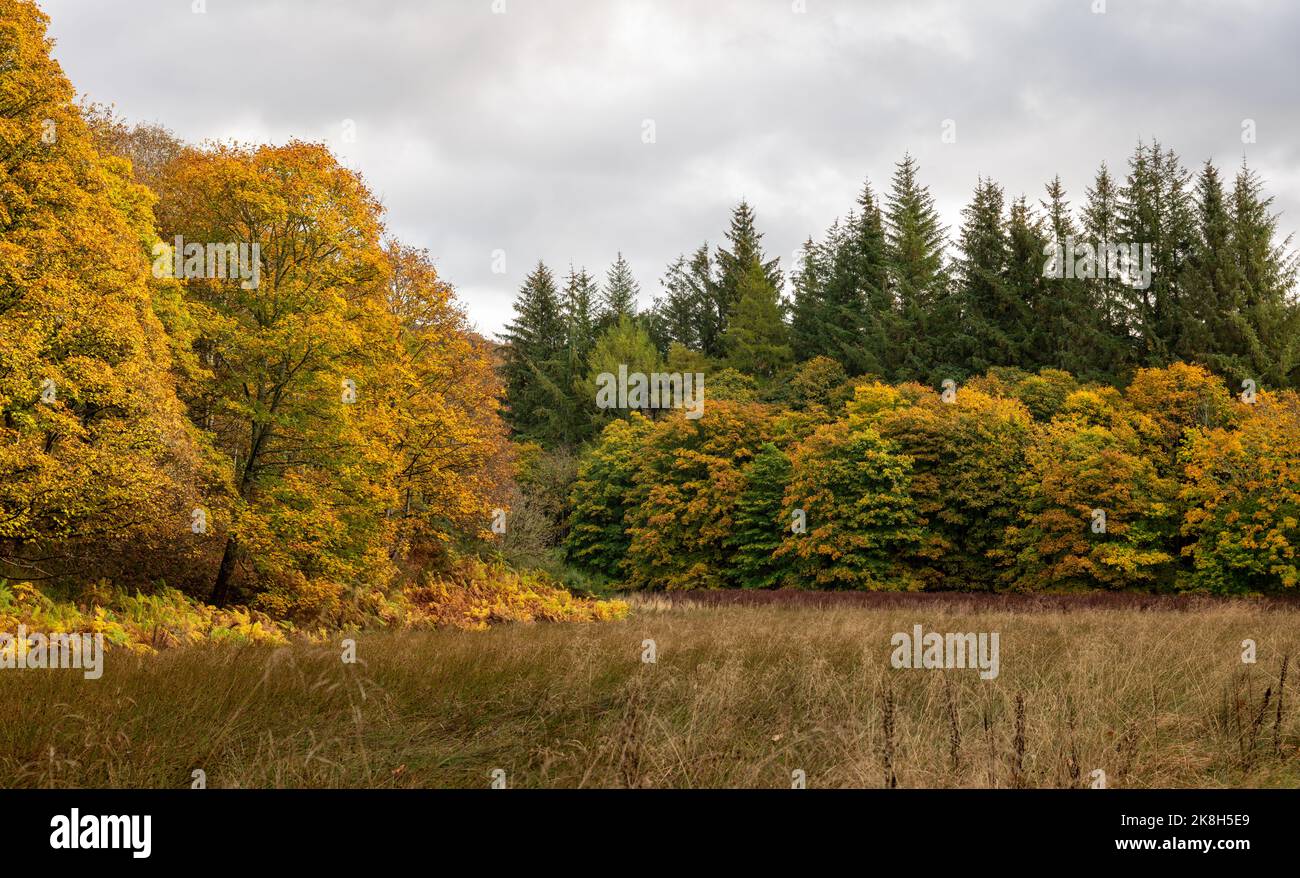 23 October 2022. Moray, Scotland. This is a display of the Autumn ...