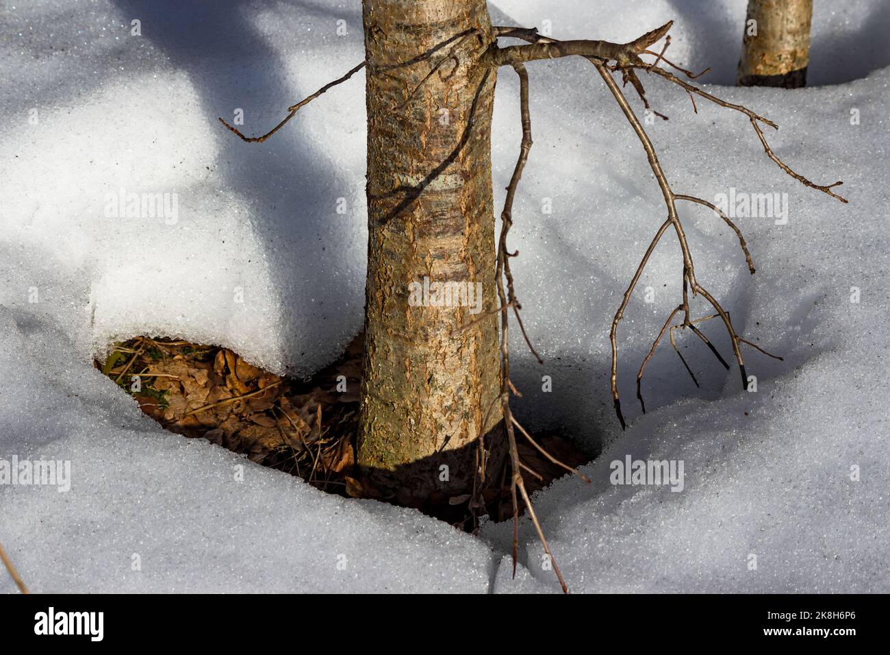 Melted snow around the tree from the heat of the sun Stock Photo - Alamy
