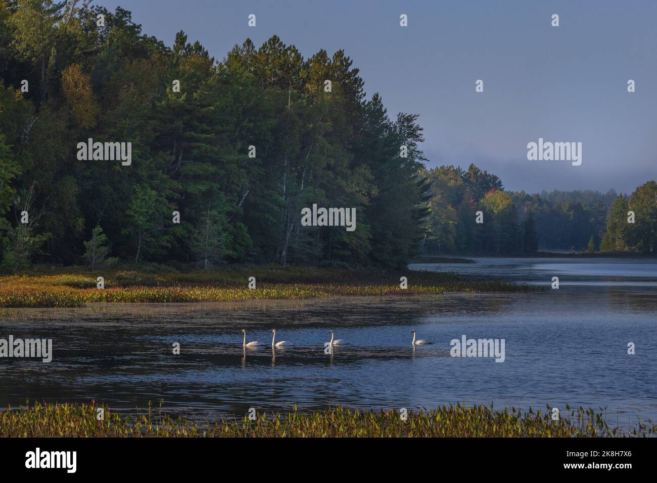 Trumpeter swans on Clam Lake in northern Wisconsin Stock Photo - Alamy