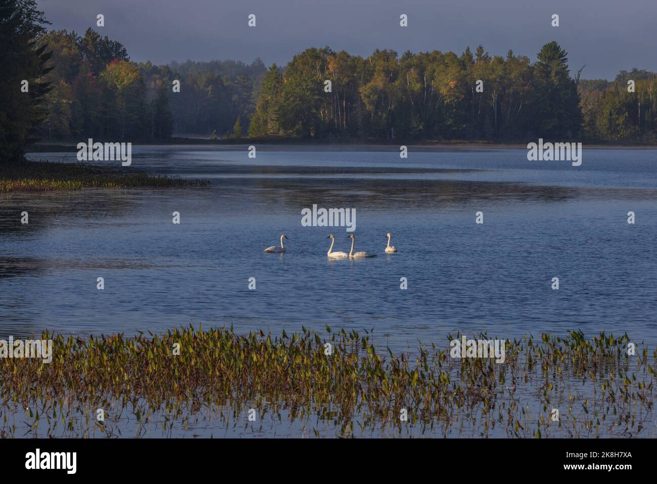 Trumpeter swans on Clam Lake in northern Wisconsin Stock Photo - Alamy