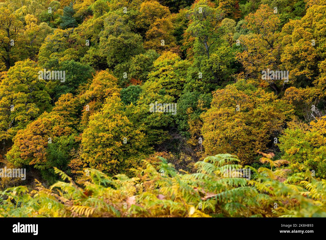 23 October 2022. Moray, Scotland. This is a display of the Autumn ...