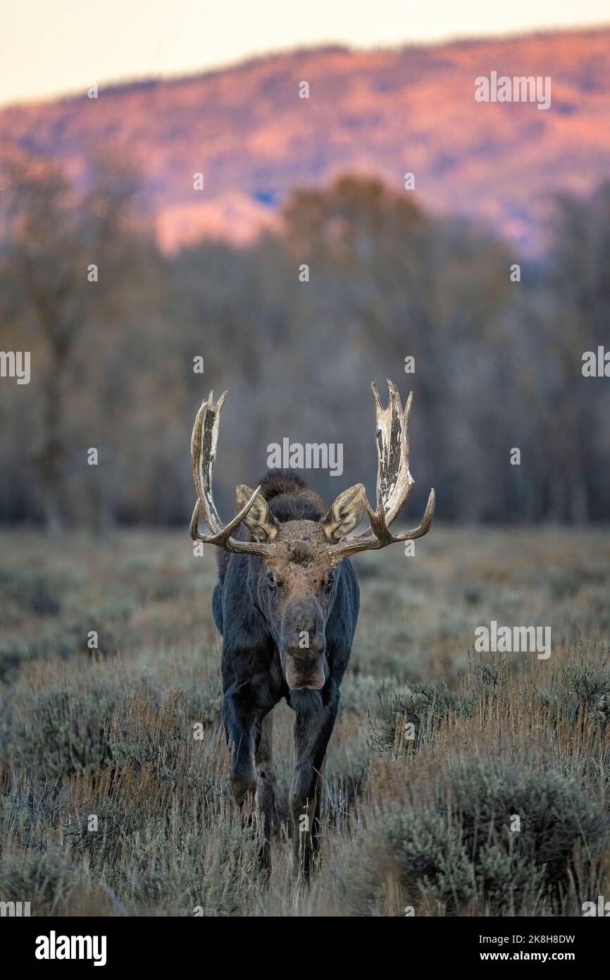 Bull fauna hi-res stock photography and images - Alamy