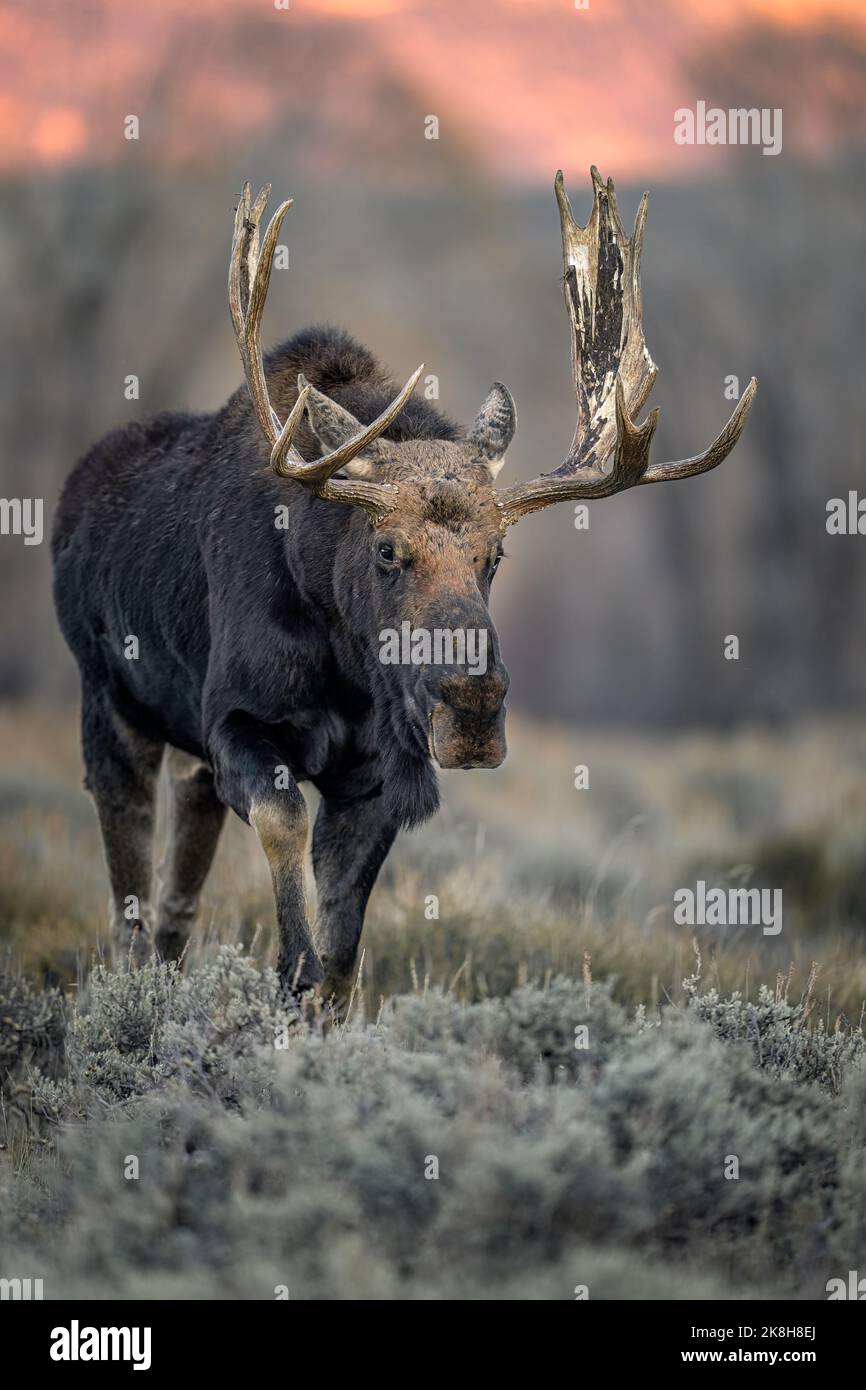 Bull fauna hi-res stock photography and images - Alamy
