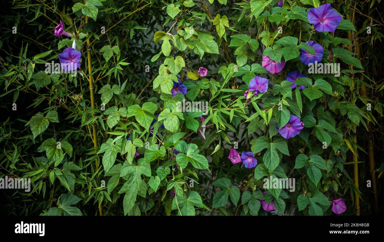 Ipomoea flowering plant over bamboo wood tree, natural garden ...