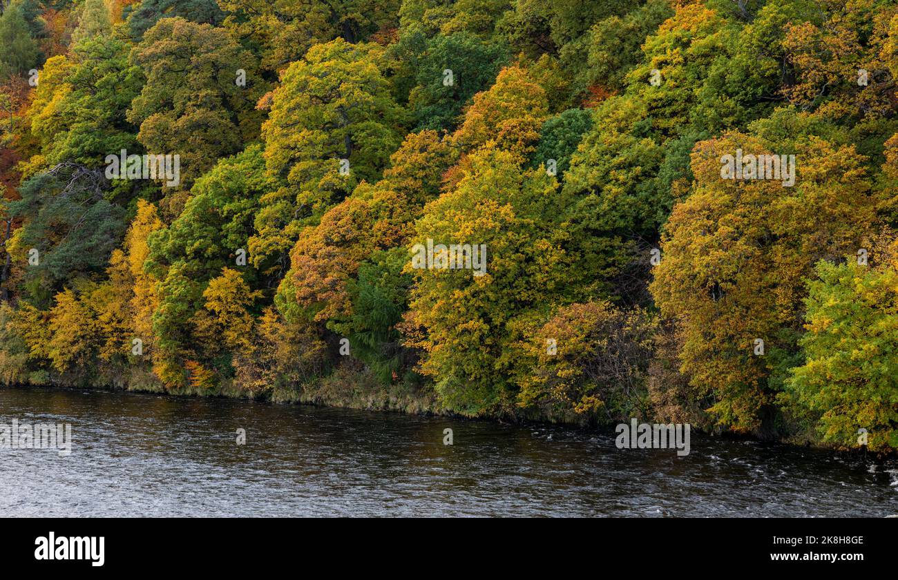 23 October 2022. Moray, Scotland. This is a display of the Autumn ...