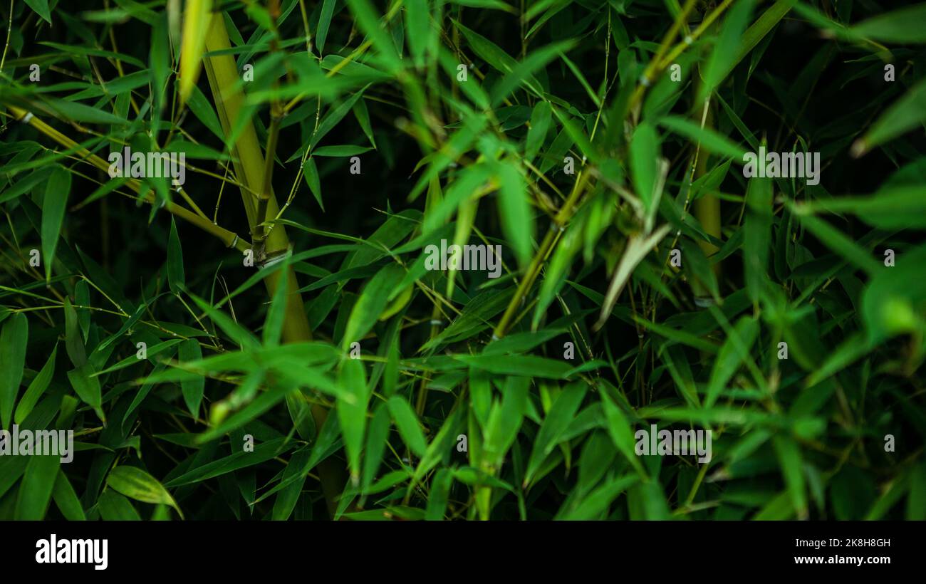 Closed up of asian bamboo wood forest, natural background. Horizontal ...