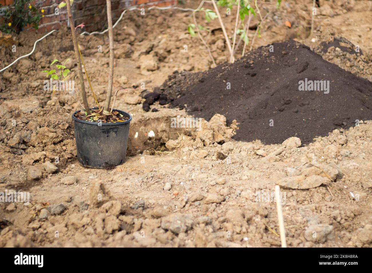 Hedgehog with tree in pot. Planting plant in ground. Details of ...