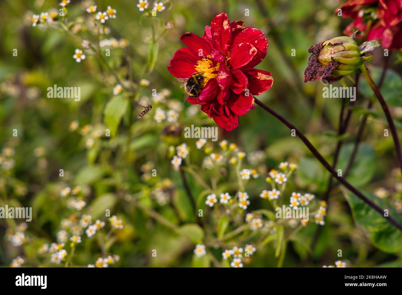 Bumblebee wallpaper hi-res stock photography and images - Alamy