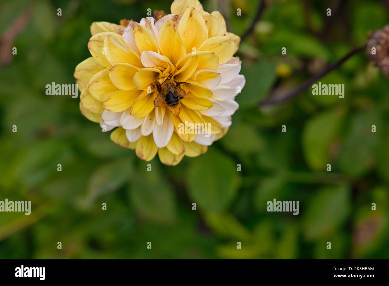 For pollinating insects hi-res stock photography and images - Alamy
