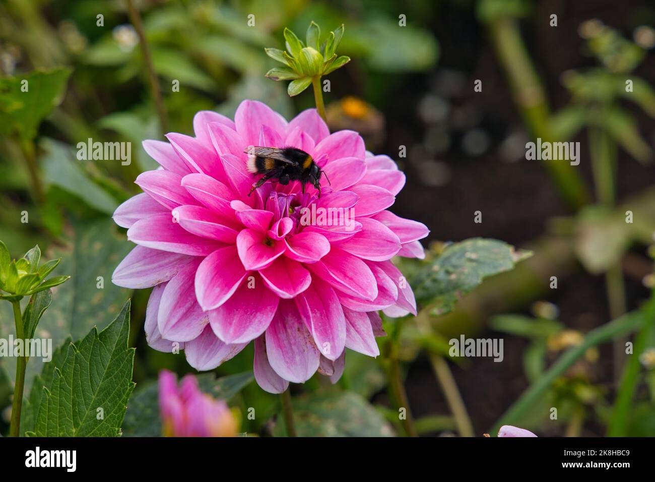 For pollinating insects hi-res stock photography and images - Alamy