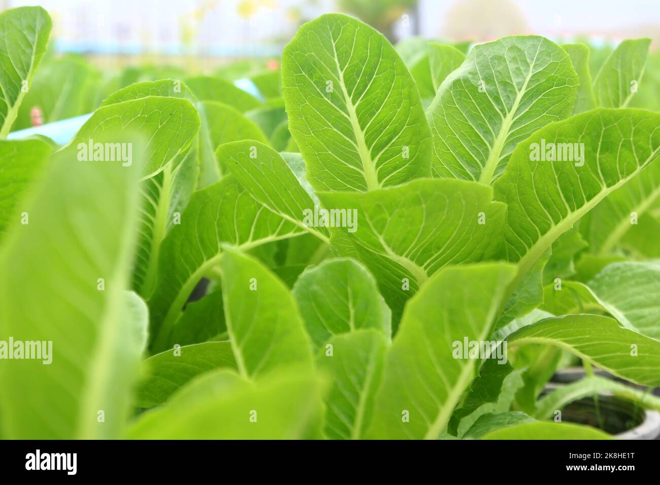 Photo organic vegetable farm hi-res stock photography and images - Alamy