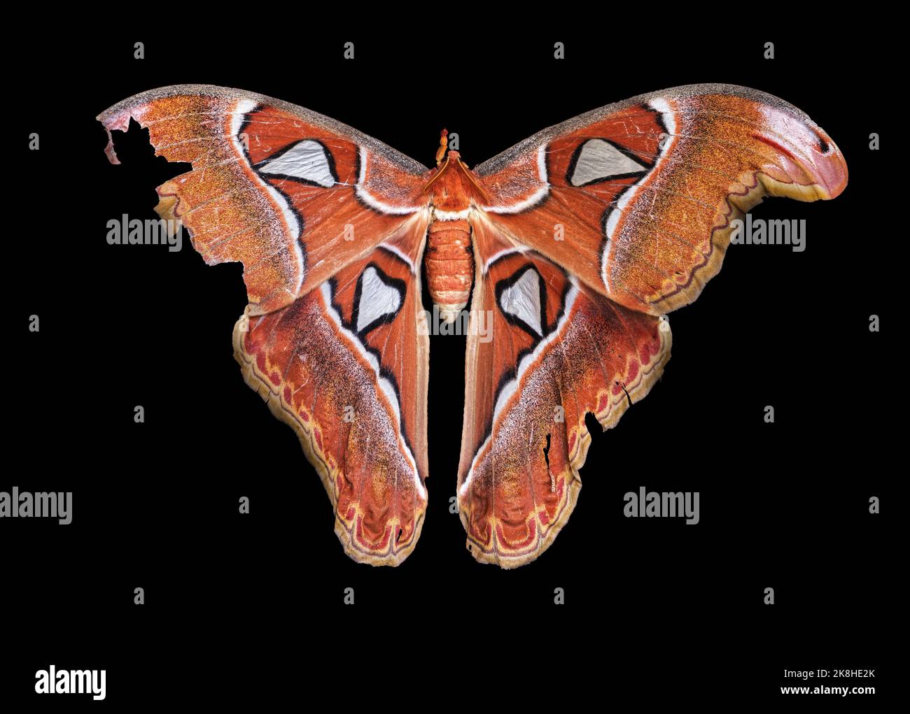 Atlas moth, a living specimen in Southeast Asia, Iloilo, Philippines ...