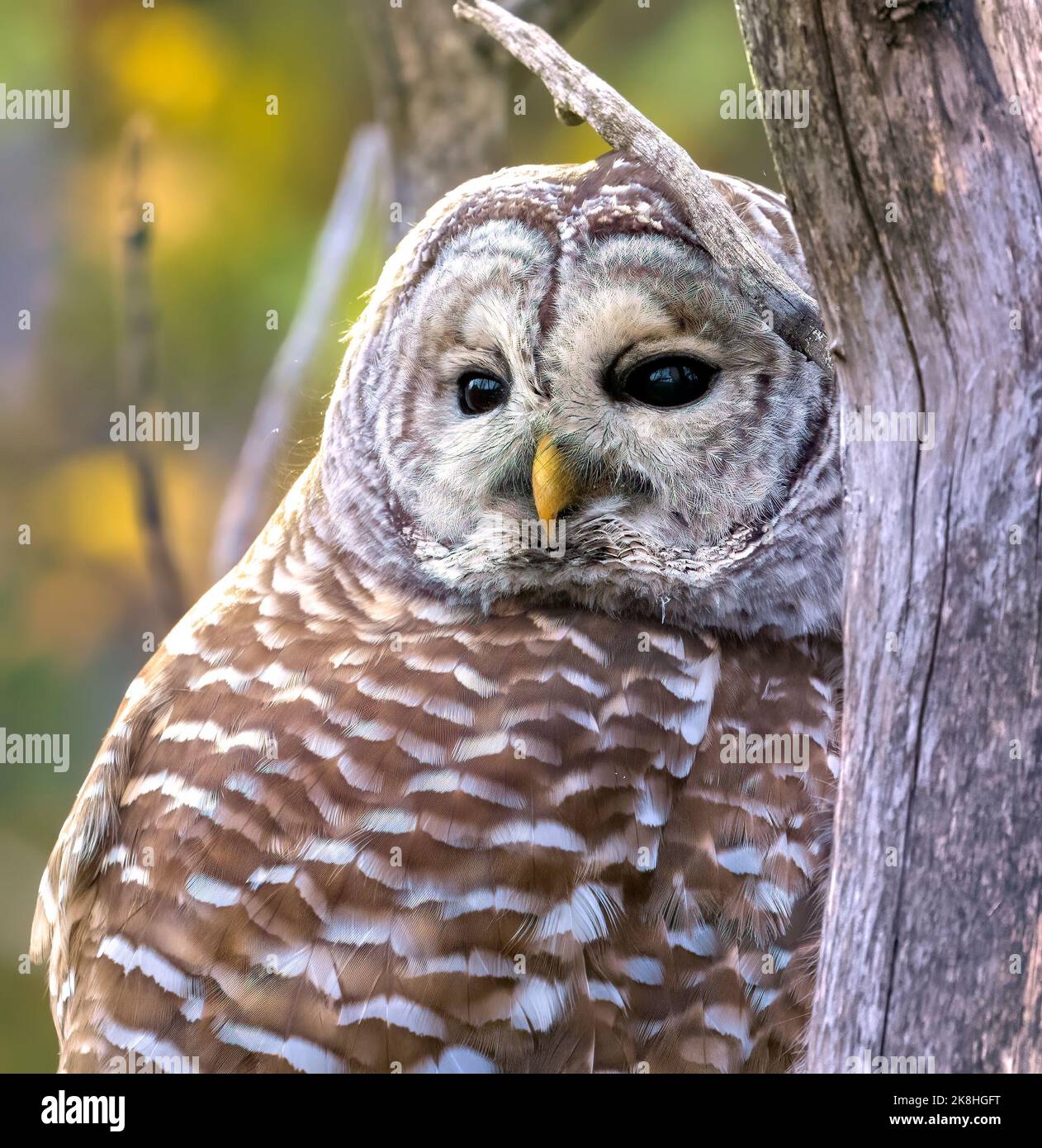Owl back hi-res stock photography and images - Alamy
