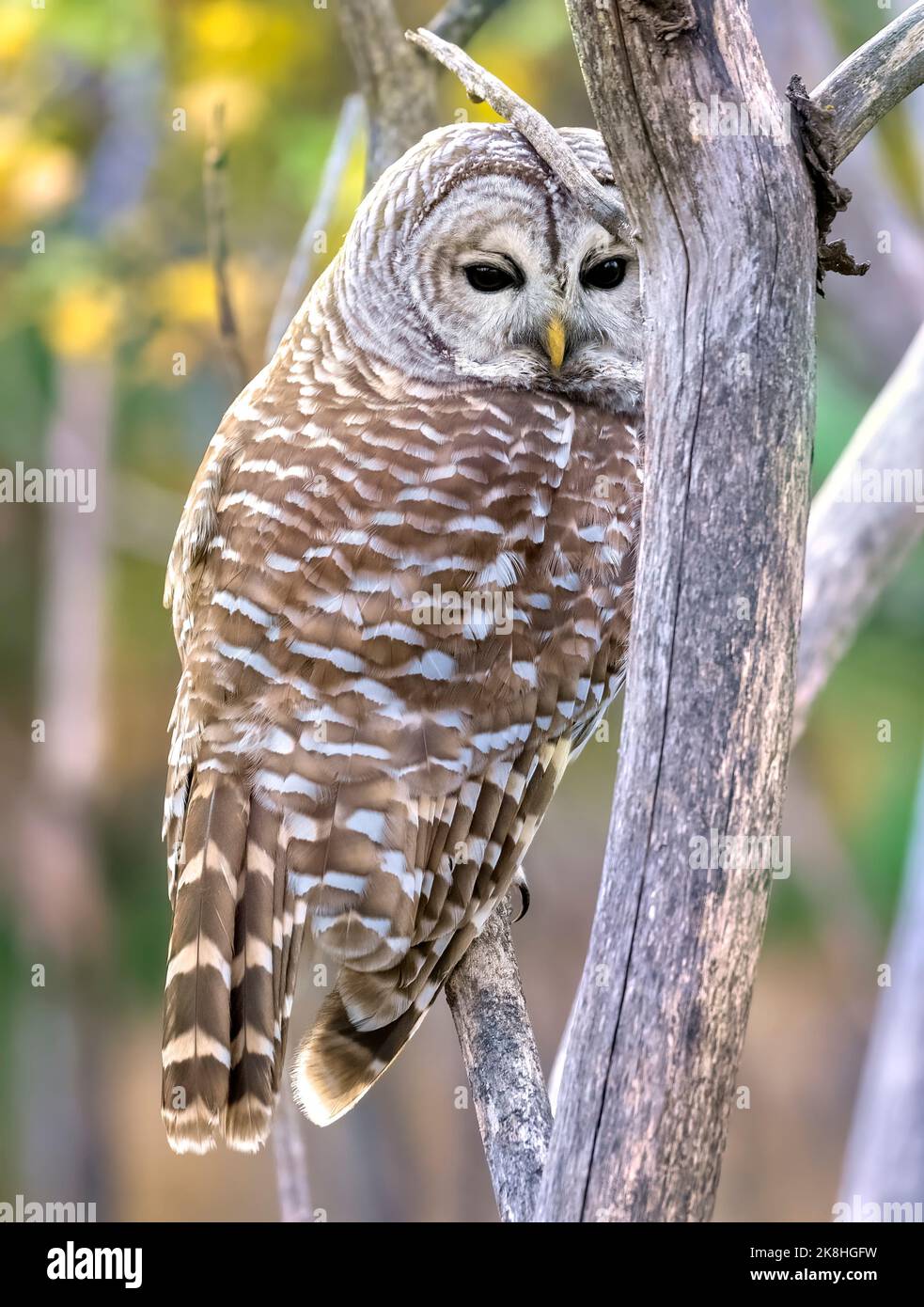 Barred owl back for the fall on the trails of Mont St-Bruno. The latter ...