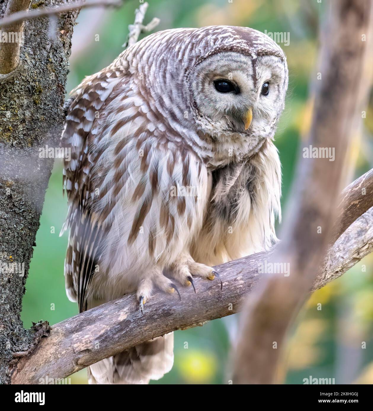 Owl back hi-res stock photography and images - Alamy