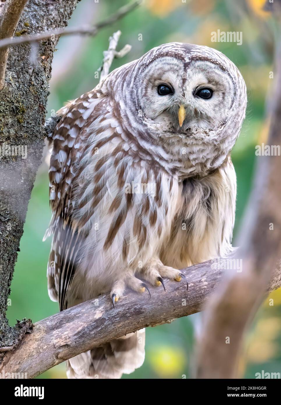 Owl back hi-res stock photography and images - Alamy
