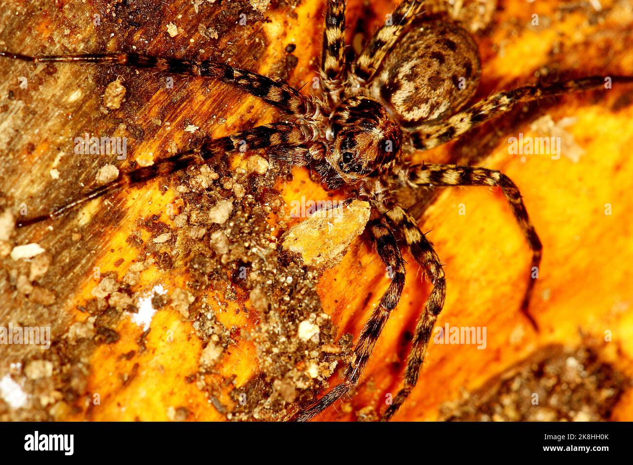 Bark spider hi-res stock photography and images - Alamy