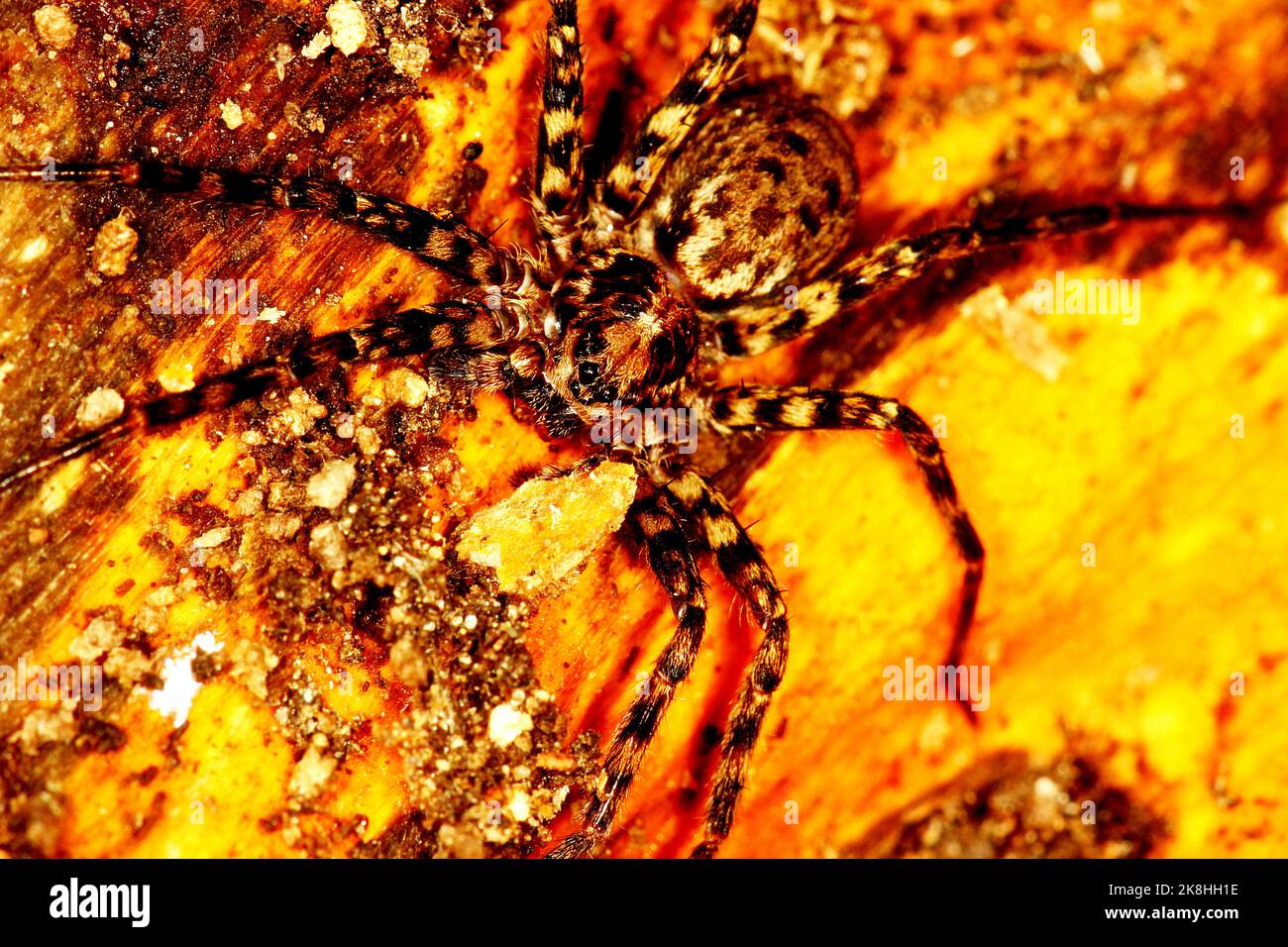Bark spider hi-res stock photography and images - Alamy