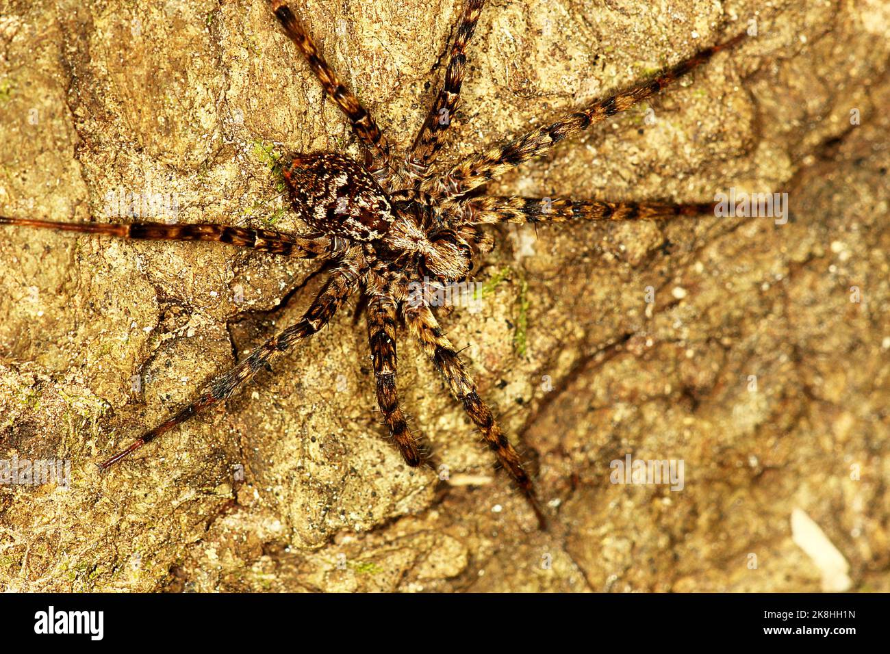 Bark spider hi-res stock photography and images - Alamy