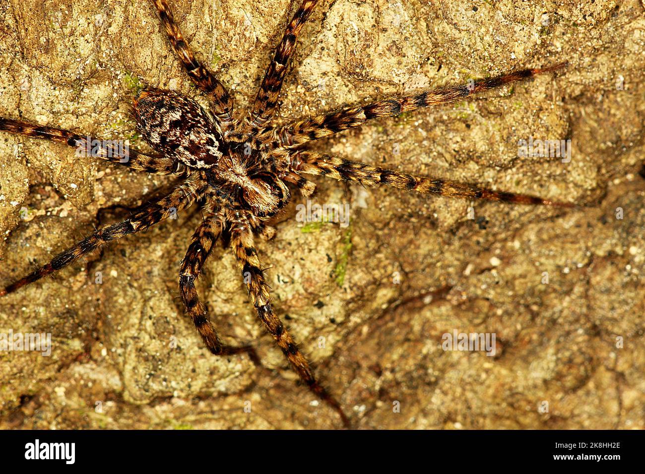 Bark spider hi-res stock photography and images - Alamy