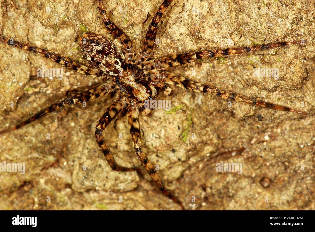 Bark spider hi-res stock photography and images - Alamy