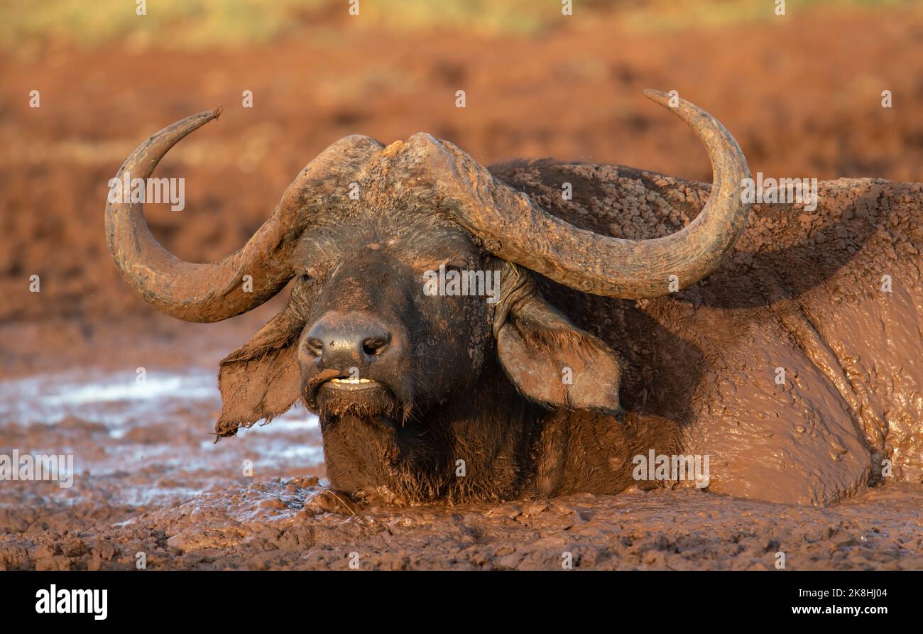 Close-up of a cape buffalo lying in a mud-wallow, Kenya Stock Photo - Alamy