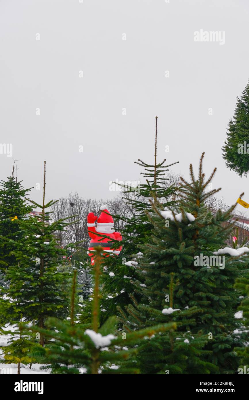 Christmas tree market.Green trees and Santa Claus figure at the ...