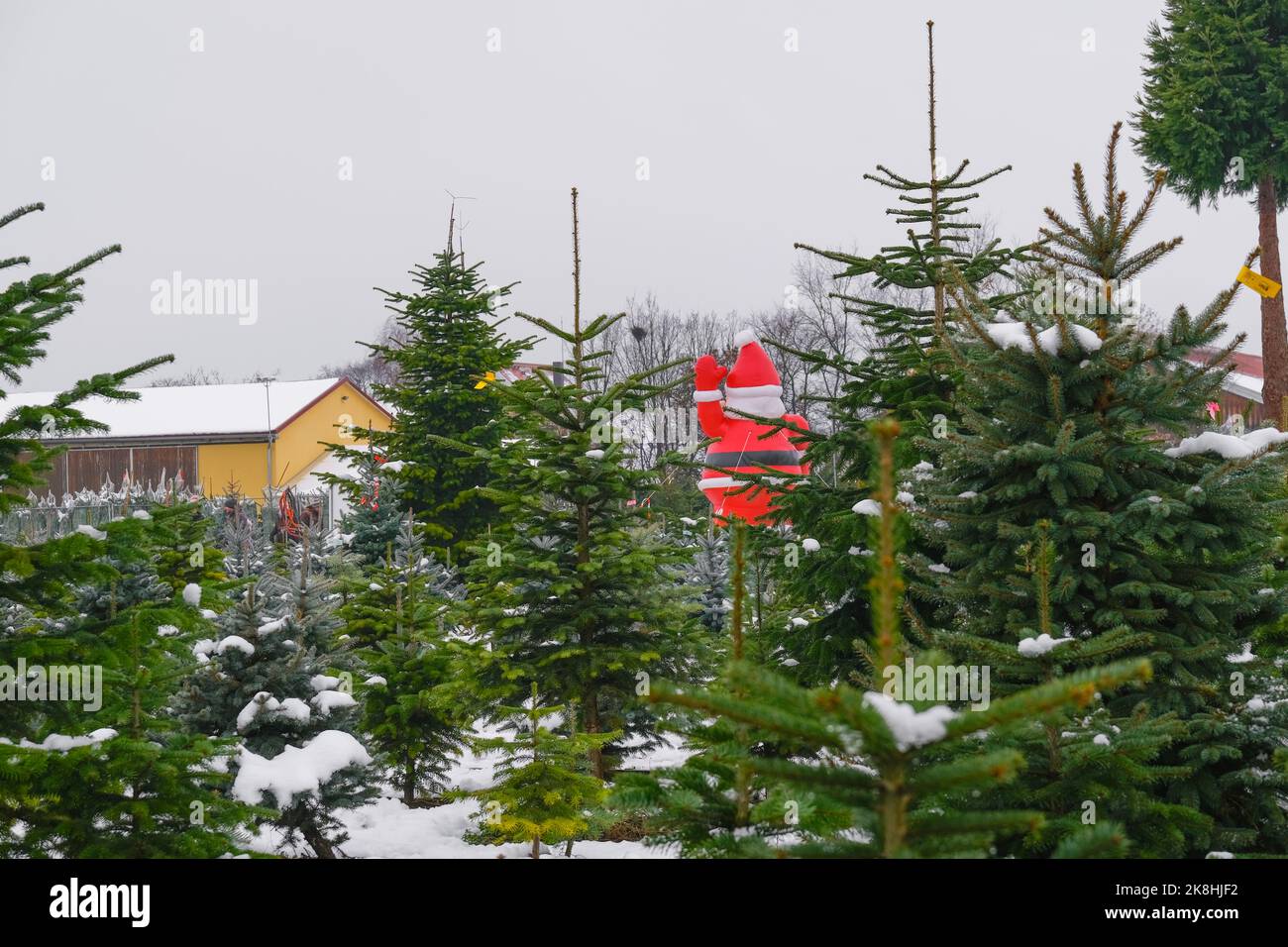 Christmas tree market.Green trees and Santa Claus figure at the ...