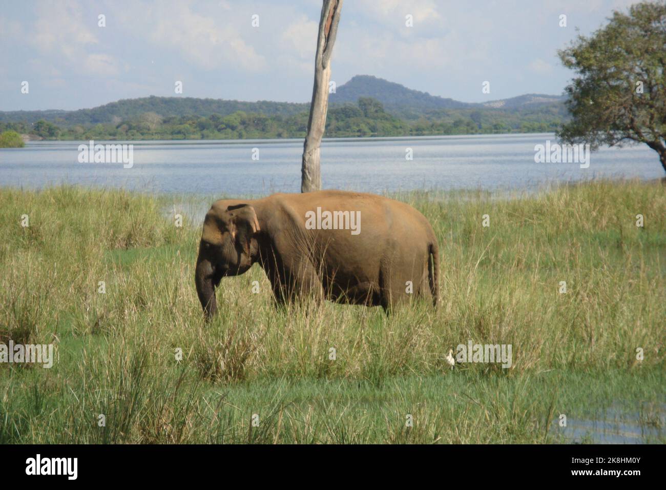 Tusker lovers hi-res stock photography and images - Alamy