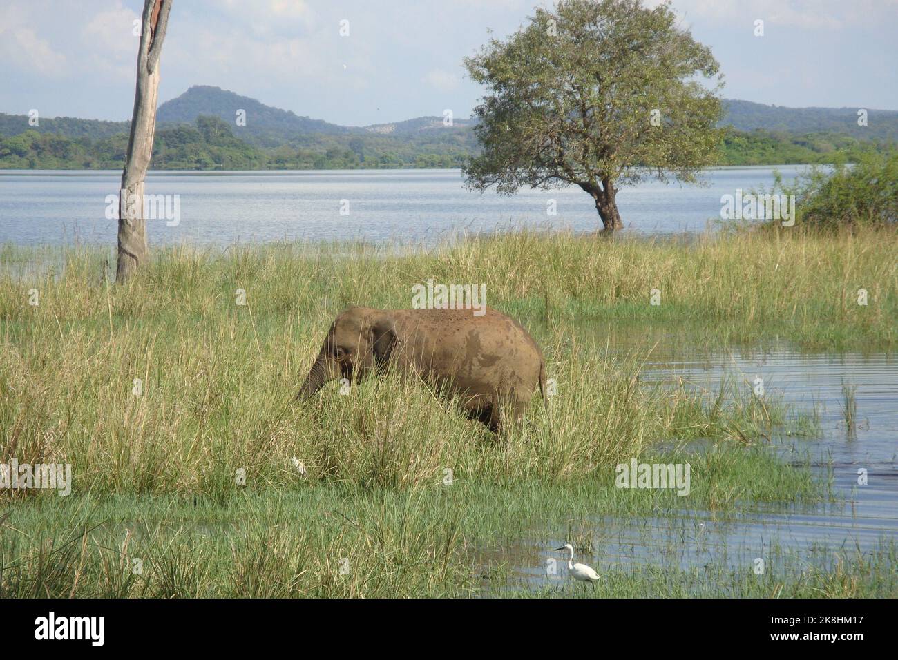 Elephants and Tuskers in Sri Lanka Stock Photo - Alamy