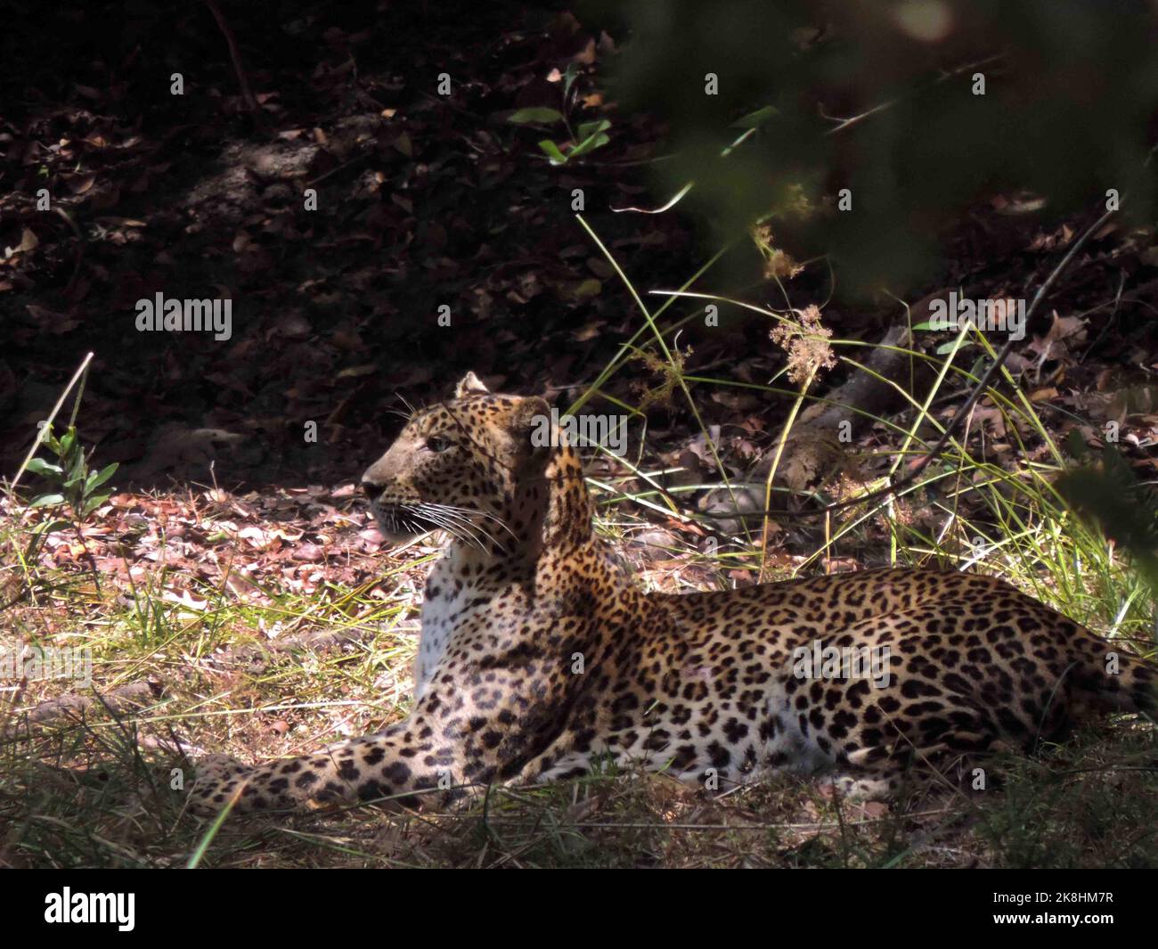 leopards of Sri Lanka Stock Photo - Alamy