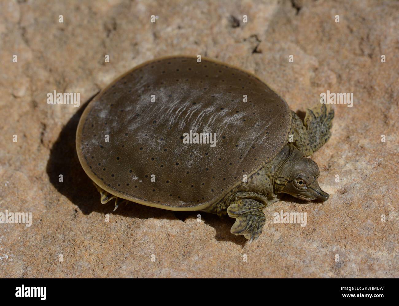 A hatchling Eastern Spiny Softshell (Apalone spinifera spinifera) from ...
