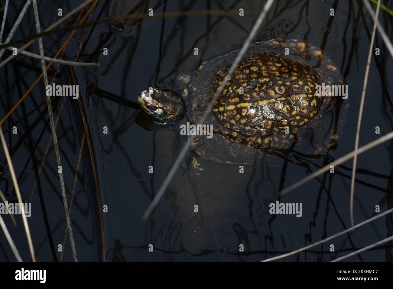 An adult male Eastern Box Turtle (Terrapene carolina) from Walton ...