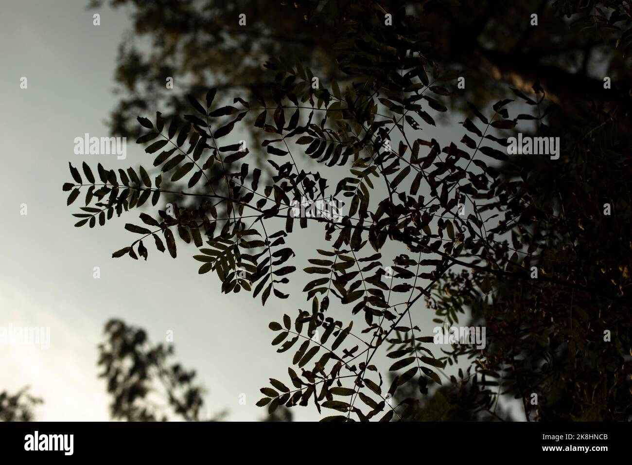 Leaves of mountain ash. Plant texture. Branches of tree. Rowan in ...