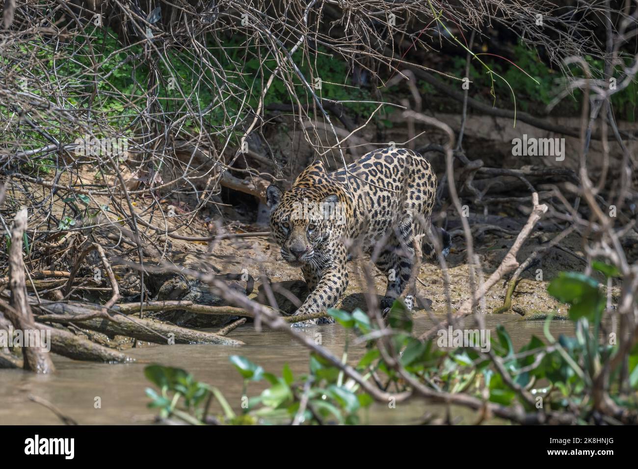 Jaguar hunting and examining the hyacinths for prey Stock Photo - Alamy