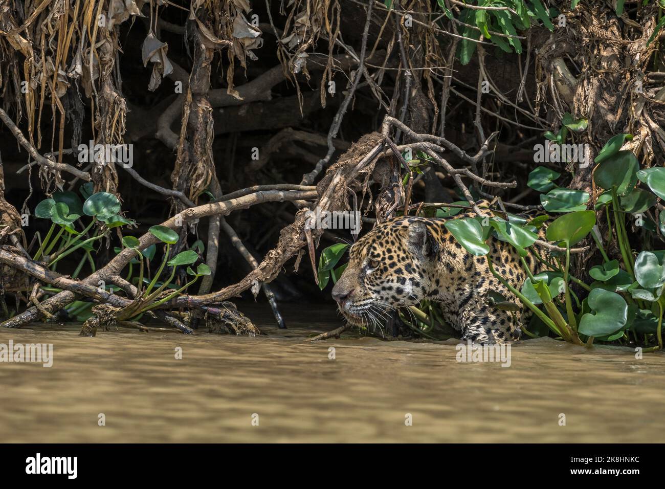 Jaguar in the water emerging from dense overhanging foliage Stock Photo ...